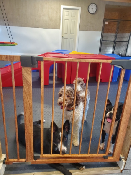 Doggie Dude Ranch of CNY, Inc. - Dog Boarding, Kennels, & Day Care ...